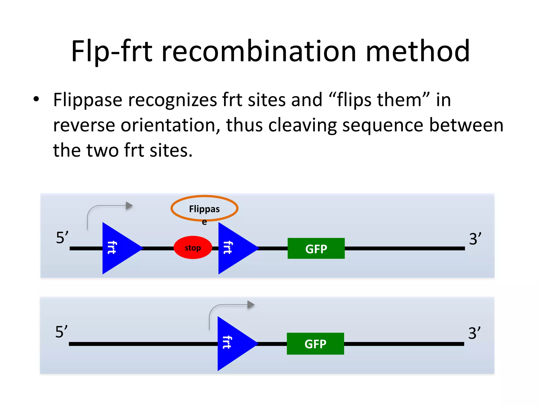 Genentech Powerpoint | PPTX