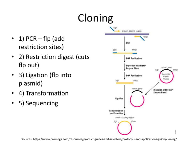 Genentech Powerpoint | PPTX