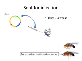 Genentech Powerpoint | PPTX