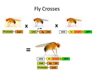 Genentech Powerpoint | PPTX