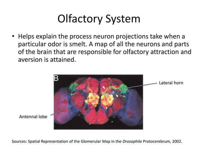 Genentech Powerpoint | PPTX