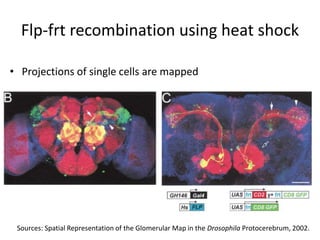 Genentech Powerpoint | PPTX