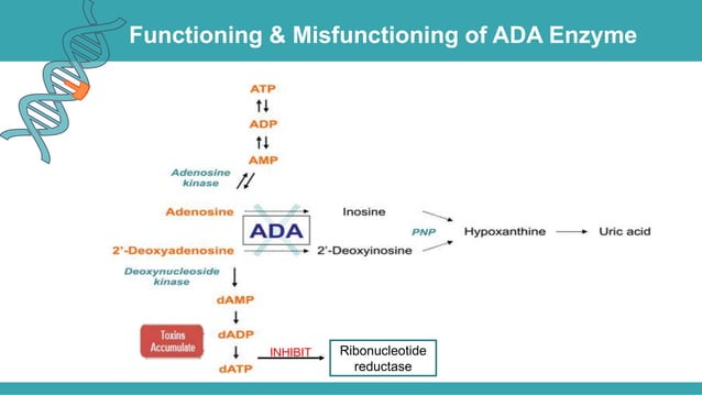 Adenosine Deaminase Deficiency | PPTX | Blood Disorders | Diseases and ...