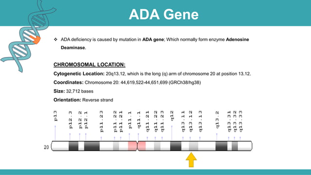 Adenosine Deaminase Deficiency | PPTX | Blood Disorders | Diseases and Conditions