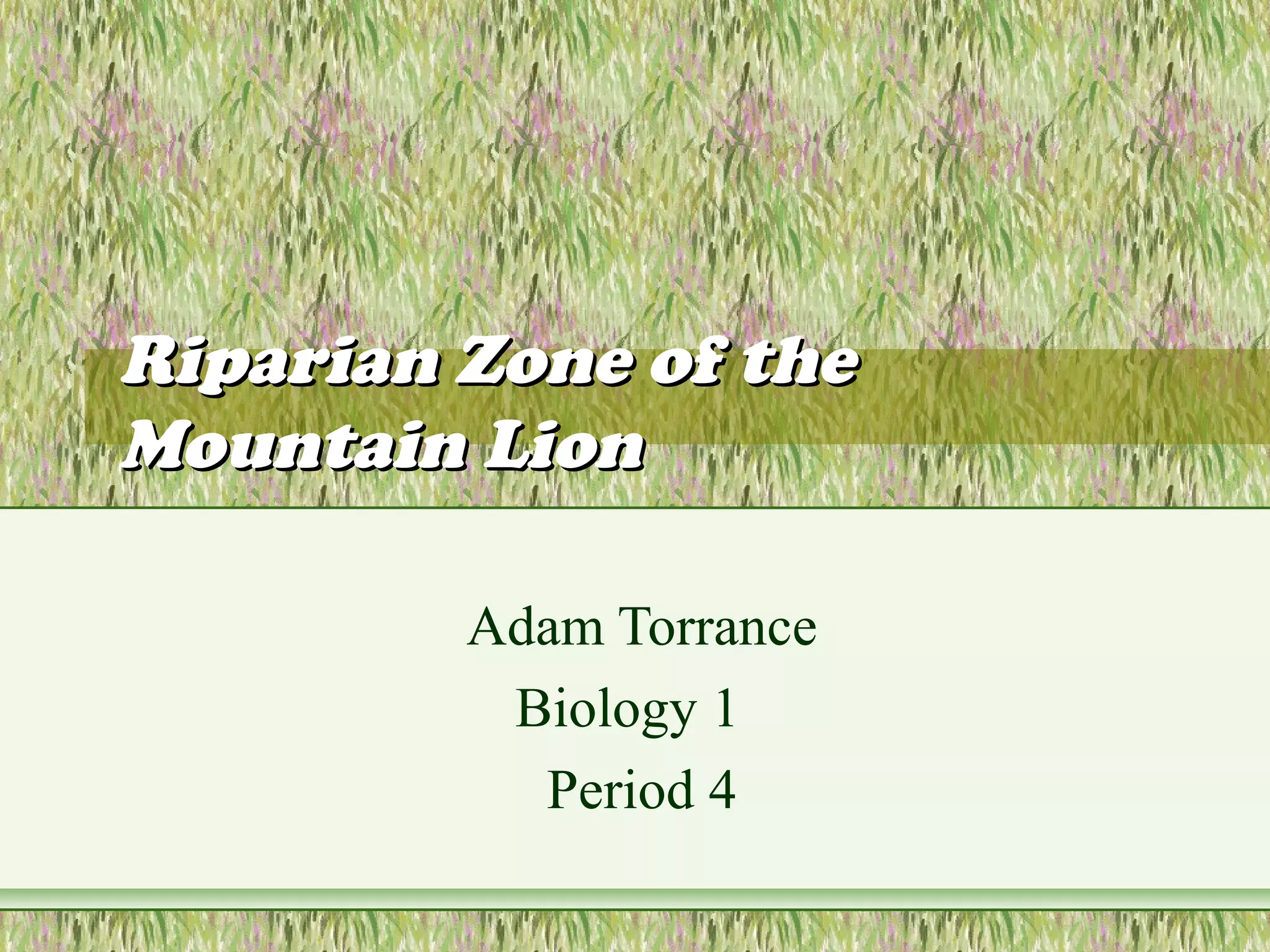 Adams Mountain Lion Slide Show | PPT