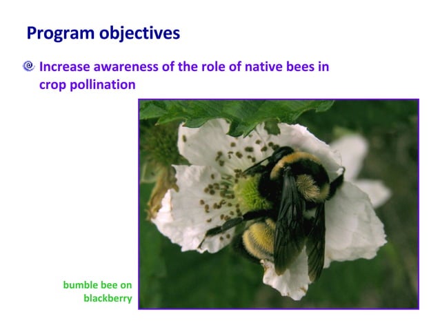 Native Bee Pollinators for Crops | PPT