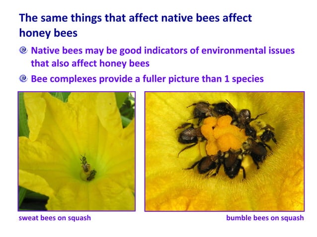 Native Bee Pollinators for Crops | PPT