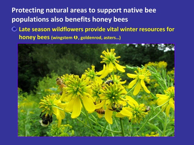 Native Bee Pollinators for Crops | PPT