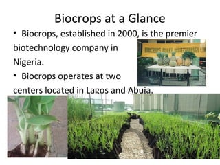 biocrops biotechnology limited: Yam multiplication project | PPT
