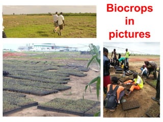 biocrops biotechnology limited: Yam multiplication project | PPT