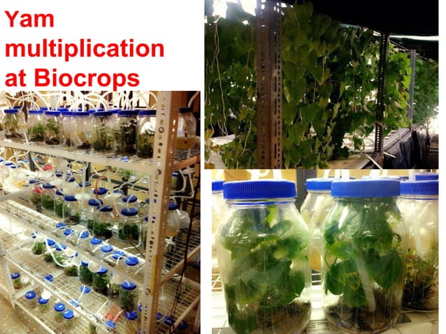 biocrops biotechnology limited: Yam multiplication project | PPT
