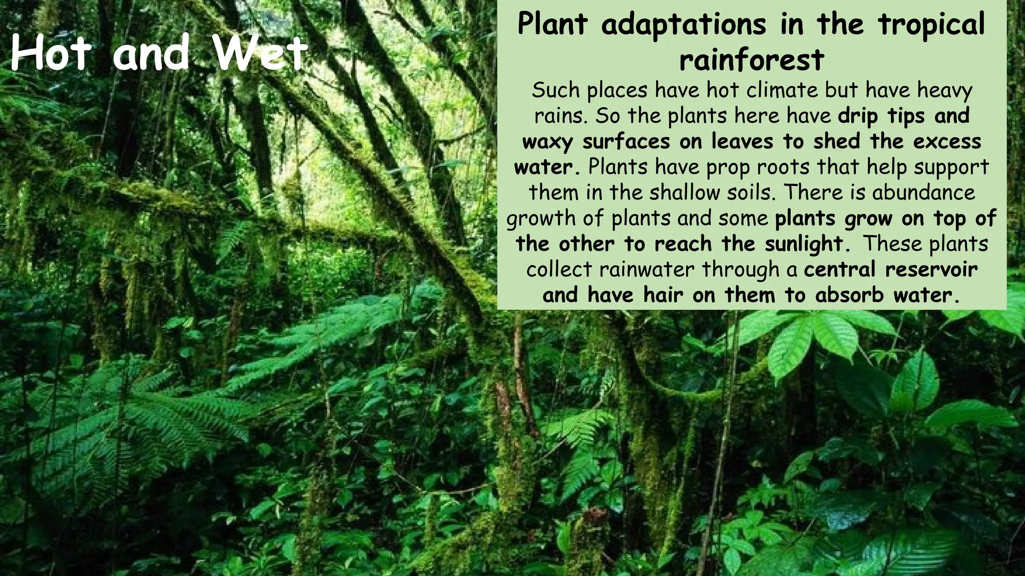Adapatation in plants how do they adapt and so on | PPTX