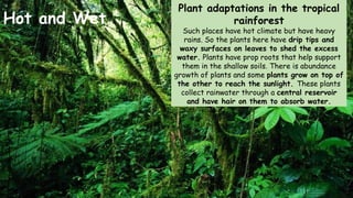 Adapatation in plants how do they adapt and so on | PPTX