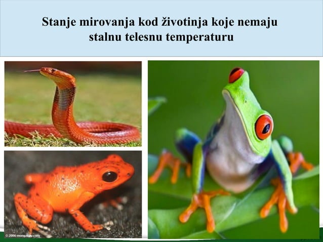 Adaptacije i životne forme | PPT