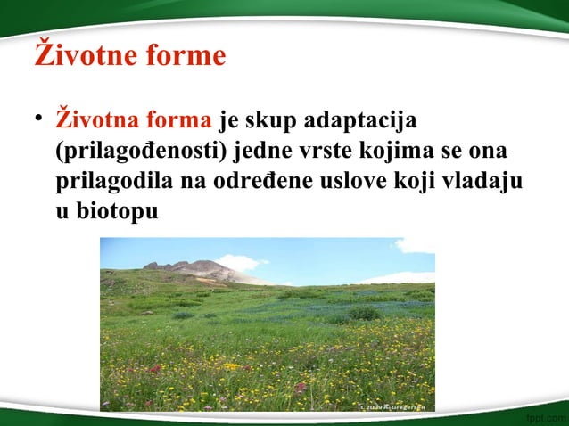Adaptacije i životne forme | PPT
