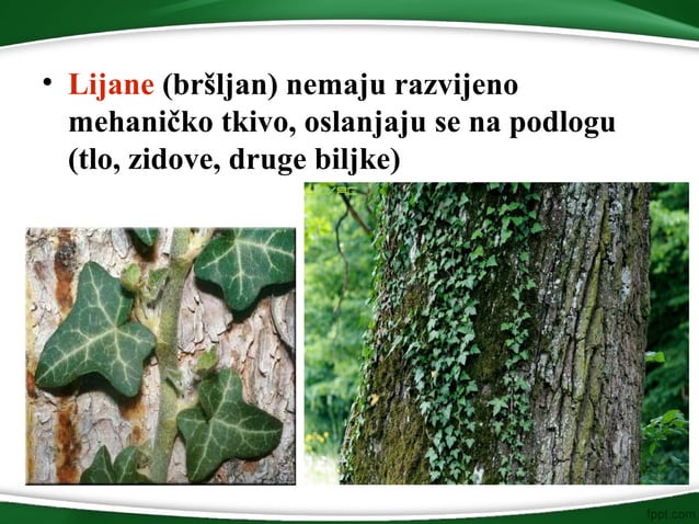 Adaptacije i životne forme | PPT