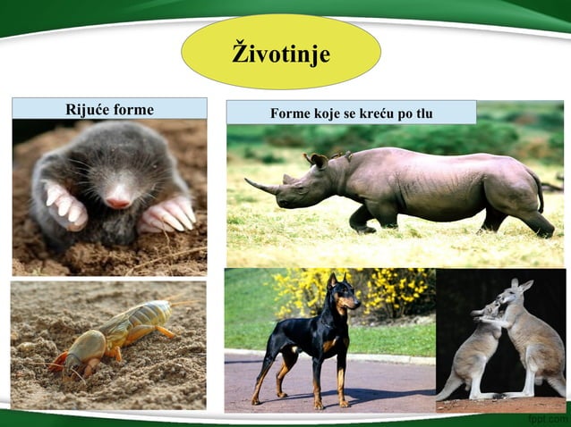 Adaptacije i životne forme | PPT
