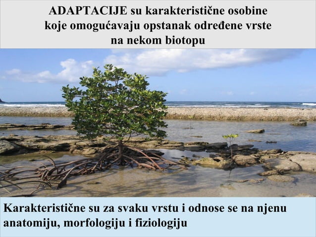 Adaptacije i životne forme | PPT