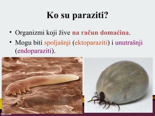 Adaptacije na parazitski način života | PPT