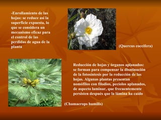 Adaptación de las plantas al medio árido | PPS