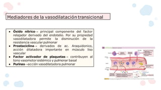 ADAPTACION CARDIORESPIRATORIA (1).pptx