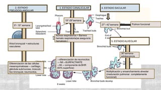 ADAPTACION CARDIORESPIRATORIA (1).pptx