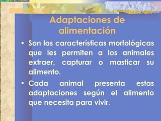 Adaptaciones | PPT