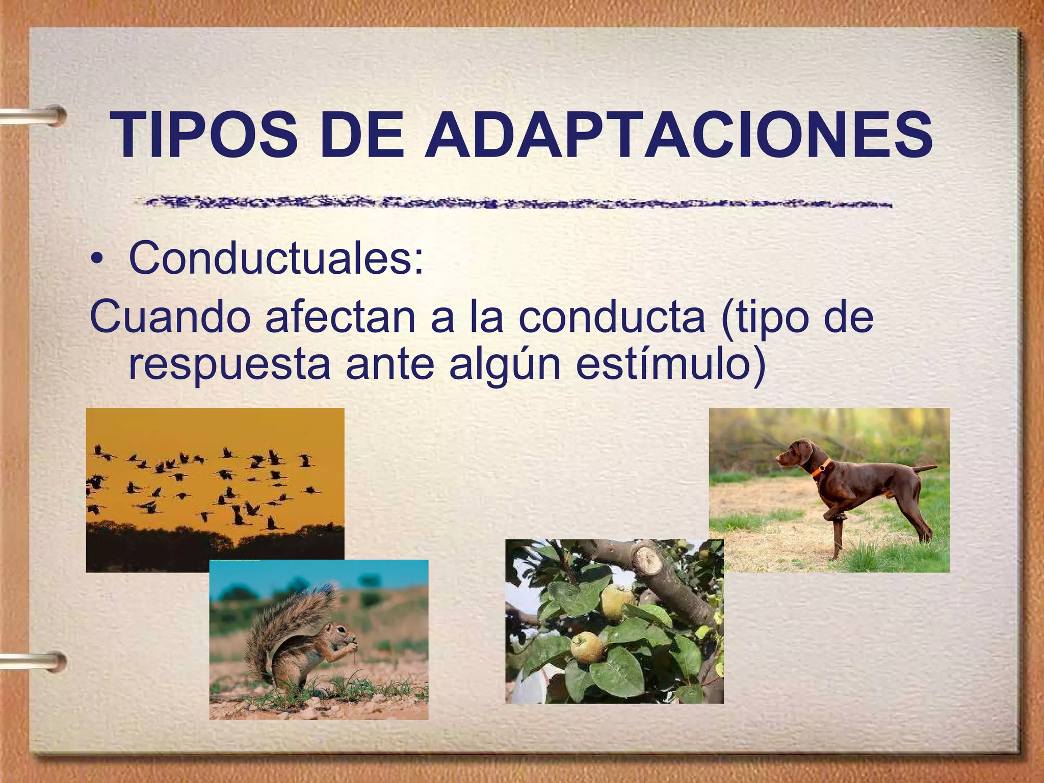 Adaptaciones | PPT | Biological Sciences | Science