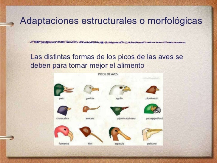 Adaptaciones