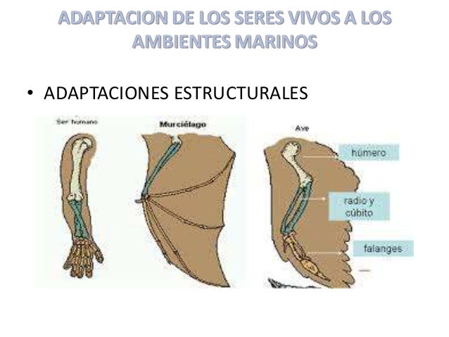 Adaptaciones