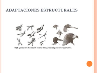 Adaptaciones | PPT