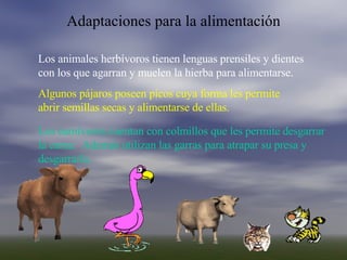 Adaptaciones Cuarto | PPT