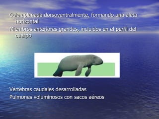 Adaptaciones de los Mamíferos a la vida acuática.ppt