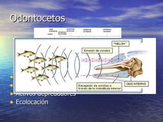 Adaptaciones de los Mamíferos a la vida acuática.ppt