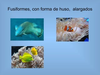 Adaptaciones en los seres vivos | PPT