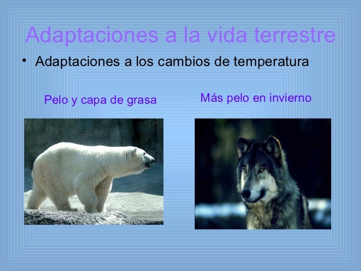 Adaptaciones en los seres vivos