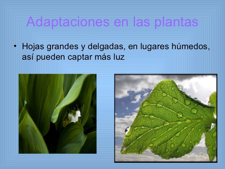 Ciencias Naturales Tercero