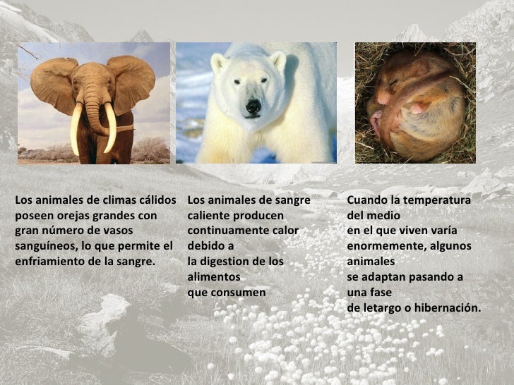 Adaptaciones a la temperatura