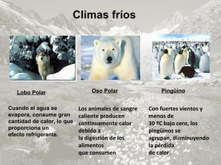 Adaptaciones a la temperatura (definitivo) | PPT