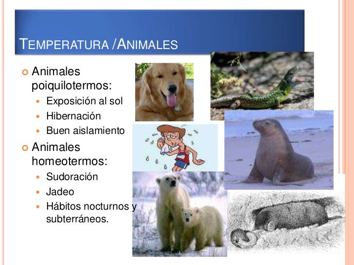 Adaptaciones al medio