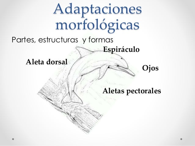 Adaptaciones biológica slide