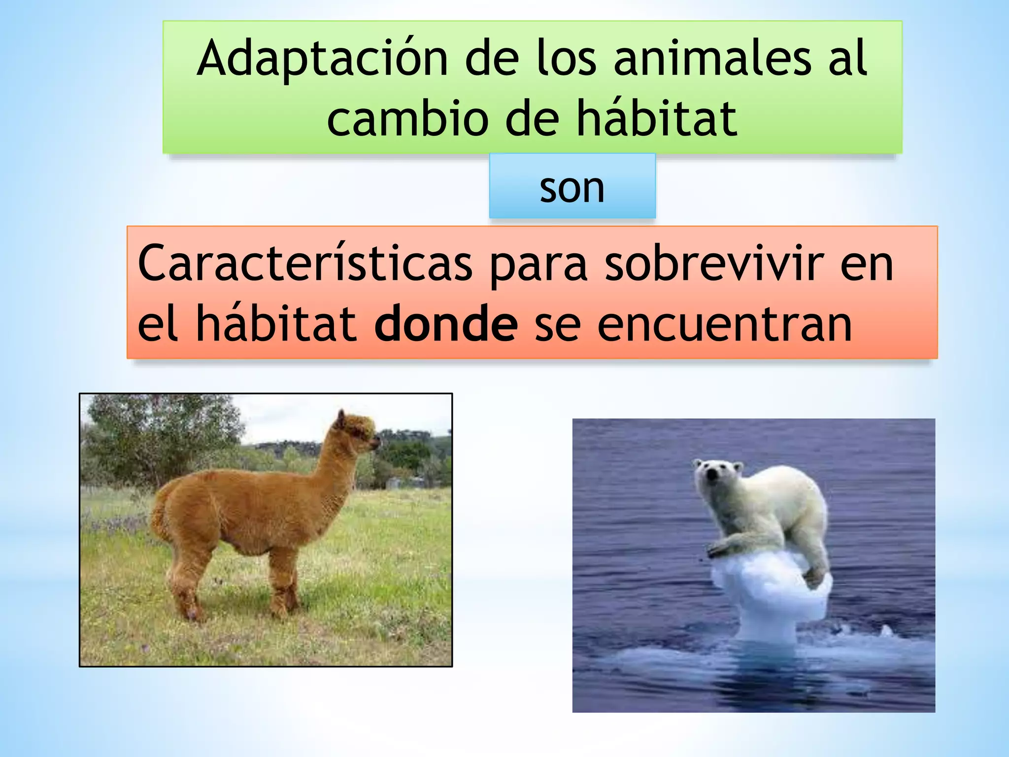 Adaptaciones de animales al hábitat | PPT