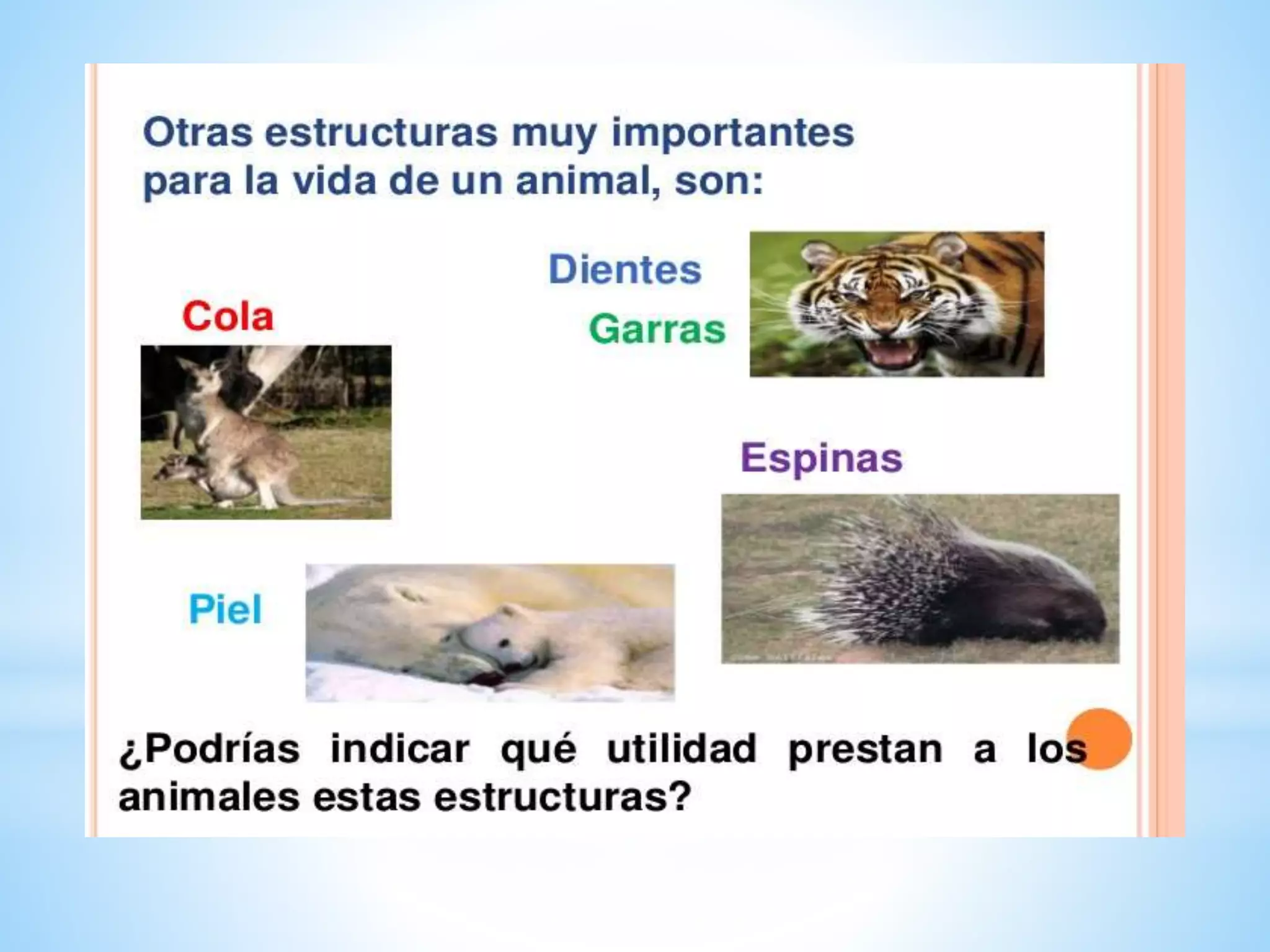 Adaptaciones de animales al hábitat | PPT