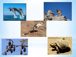 Adaptaciones de animales al hábitat | PPT
