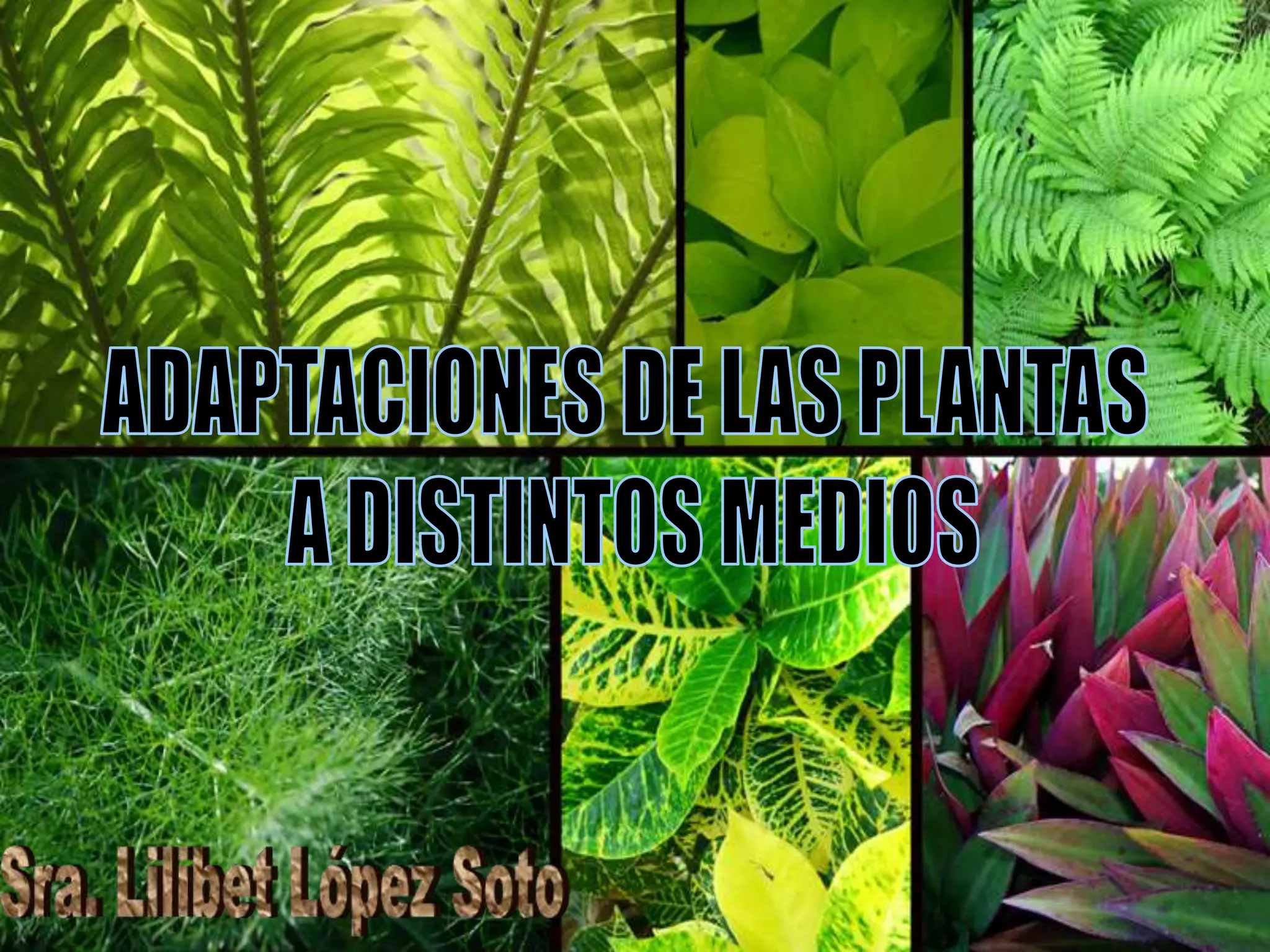 adaptaciones de las plantas.ppt