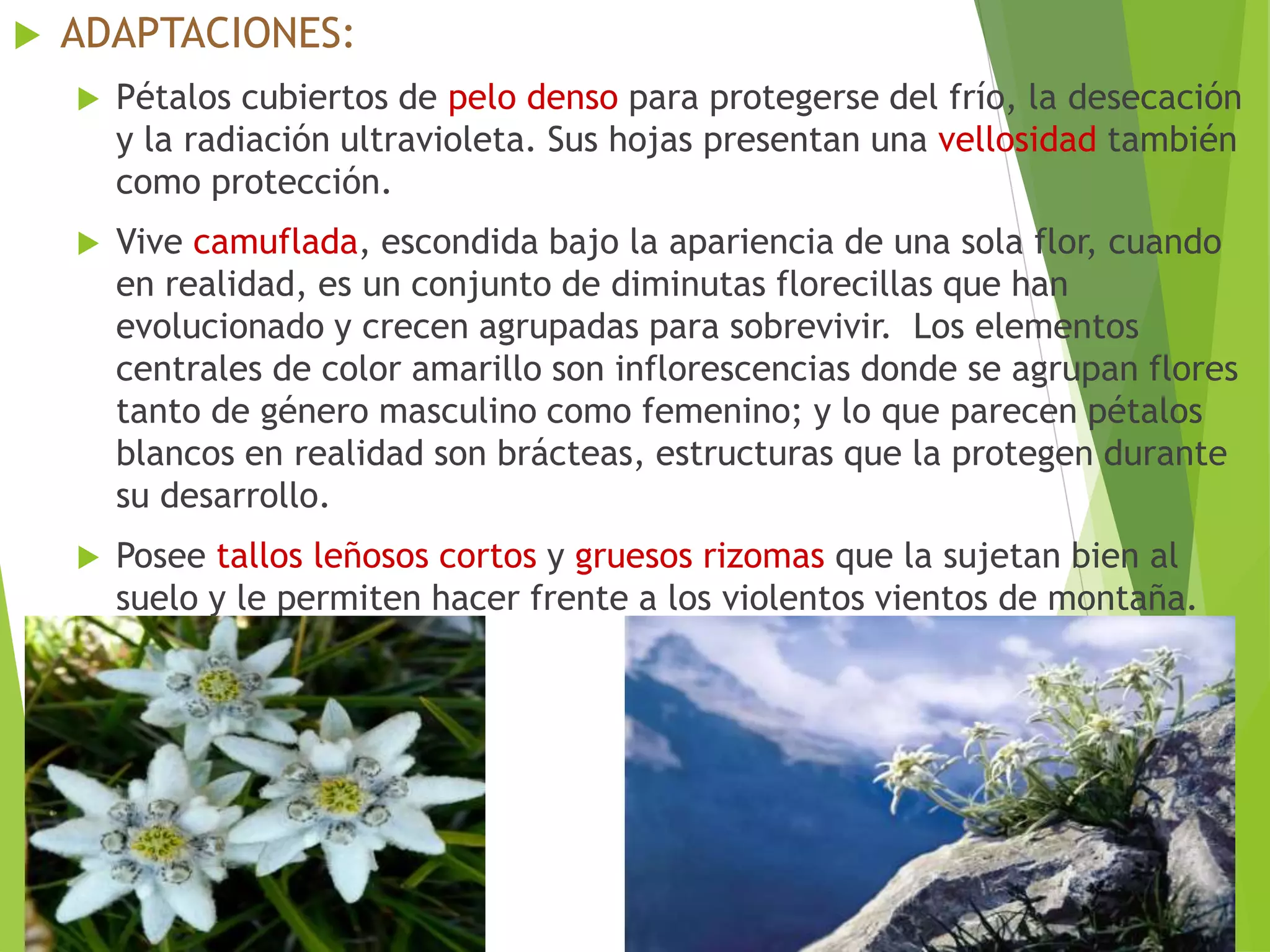 adaptaciones de las plantas.ppt