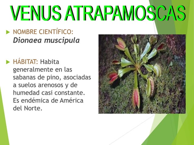 adaptaciones de las plantas.ppt