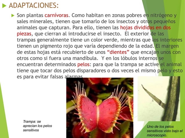 adaptaciones de las plantas.ppt