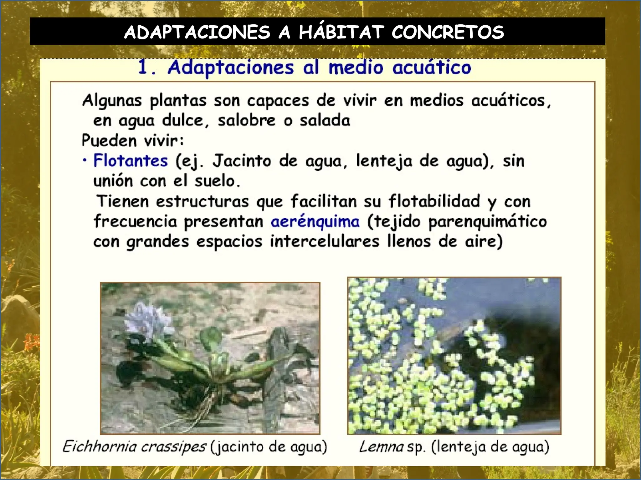 Las adaptaciones de las plantas a diferentes tipos de Biomas terrestres ...
