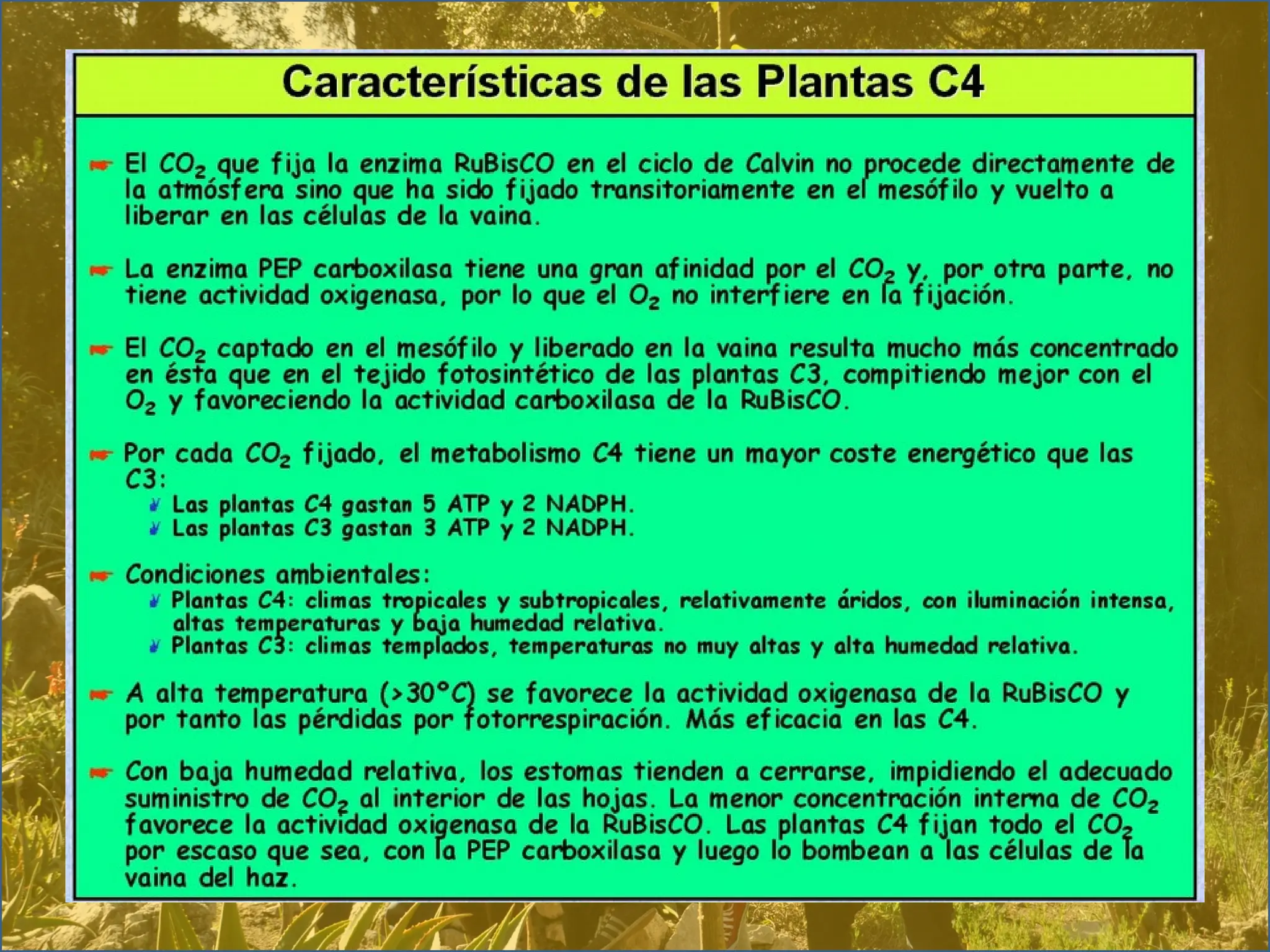 Las adaptaciones de las plantas a diferentes tipos de Biomas terrestres ...
